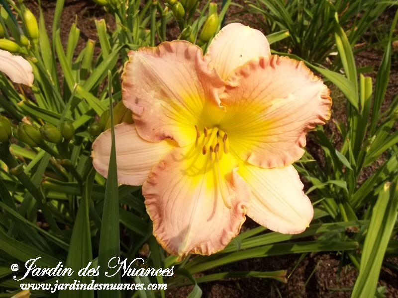 Pink Ambrosia - Jardin des nuances inc.